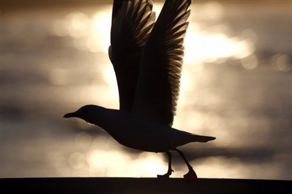 Seagull Droppings Spread Resistant Bacteria | RealClearScience