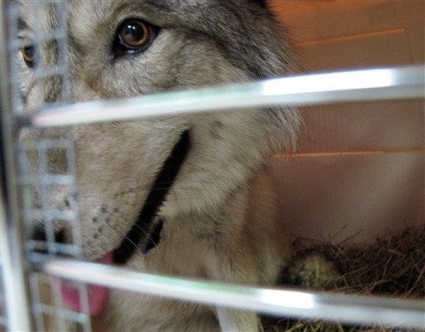 Wolves Eat Elk, Make Yellowstone Better Place | RealClearScience