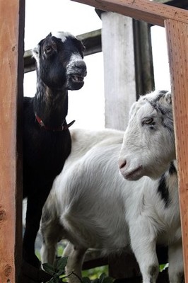 How 'Freckles' the Goat Makes Spider Silk | RealClearScience