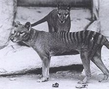 How to Tell if a Species Is Really Extinct | RealClearScience