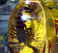 Elusive, New Underground Scorpion Discovered | RealClearScience