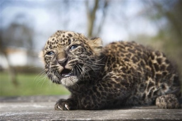 'Strawberry' Leopard Discovered | RealClearScience