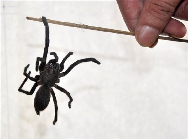 What If a Radioactive Spider Bites You? | RealClearScience