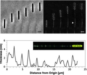 Measuring Bacterial Slime Trails | RealClearScience
