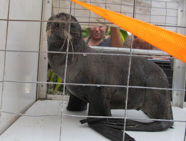Darling Animals and Deadly Diseases | RealClearScience