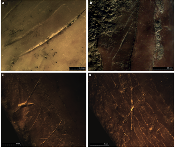 Evidence for Symbolic Feather Use by Neanderthals | RealClearScience