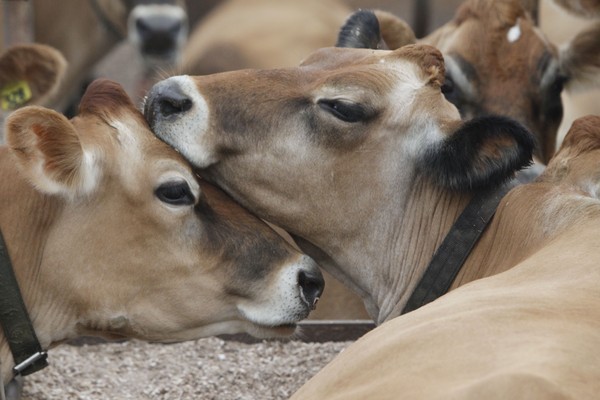 Milk-Drinking Mutation Changed Human History | RealClearScience