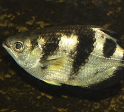 Mystery of Spitting Archer Fish Solved? | RealClearScience