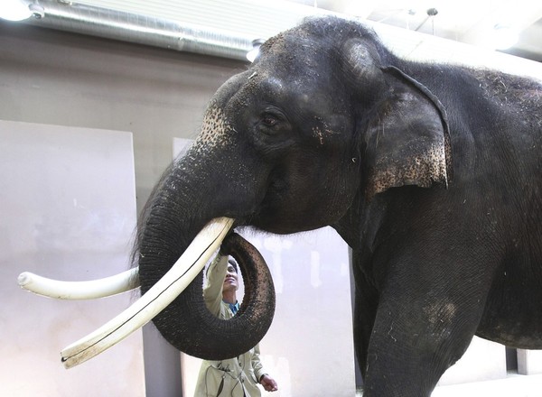 What's the Point of Elephant Hair? | RealClearScience