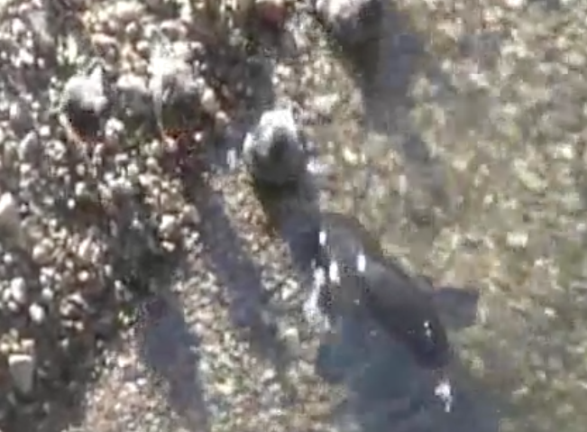 Killer Catfish Beach Themselves to Capture Pigeons | RealClearScience