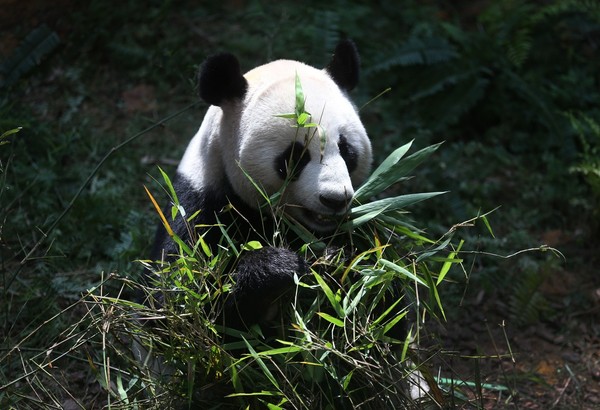 Giant Panda's Blood Holds Powerful Antibiotic | RealClearScience