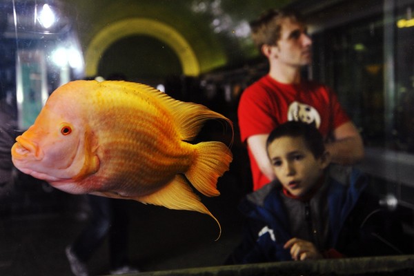 Dumb Fish Get Smarter When Grouped | RealClearScience