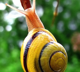Are Snails Born with Shells? | RealClearScience