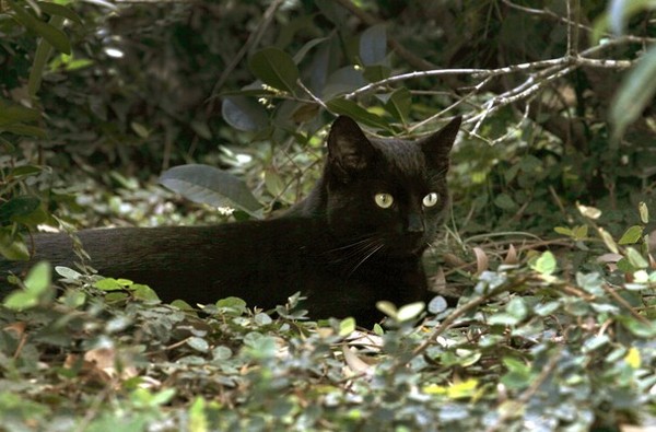Kitty Compass: Cat Walks 200 Miles Home | RealClearScience