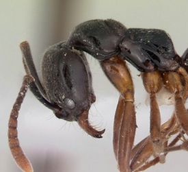Aggressive Ants Losing Ground to Invasive Ants | RealClearScience