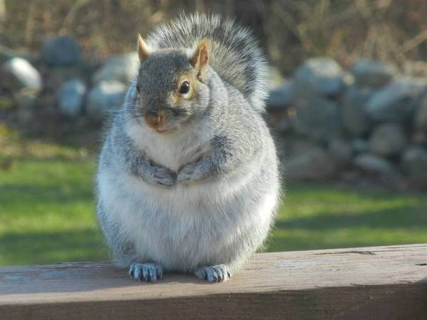 19 Of The Cutest, Chubbiest Animals To Ever Waddle The Earth | RealClear