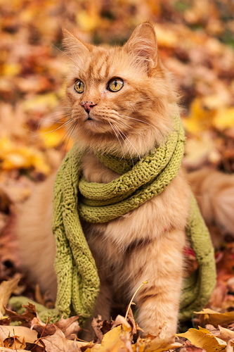 13 Cute Cats That Can't Resist Fall Activities | RealClear