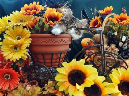 13 Cute Cats That Can't Resist Fall Activities | RealClear