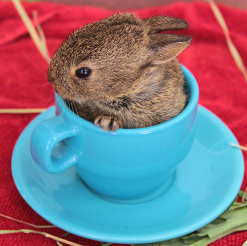 16 Tiny Animals in Teacups Will Make You Squeal with Joy | RealClear