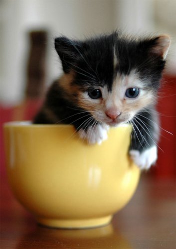 16 Tiny Animals in Teacups Will Make You Squeal with Joy | RealClear