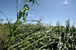 Corn Wars | RealClearPolitics
