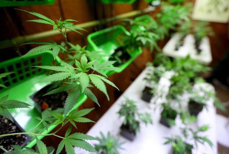 On Pot, Can We Keep Up With the Neighbors? | RealClearPolitics