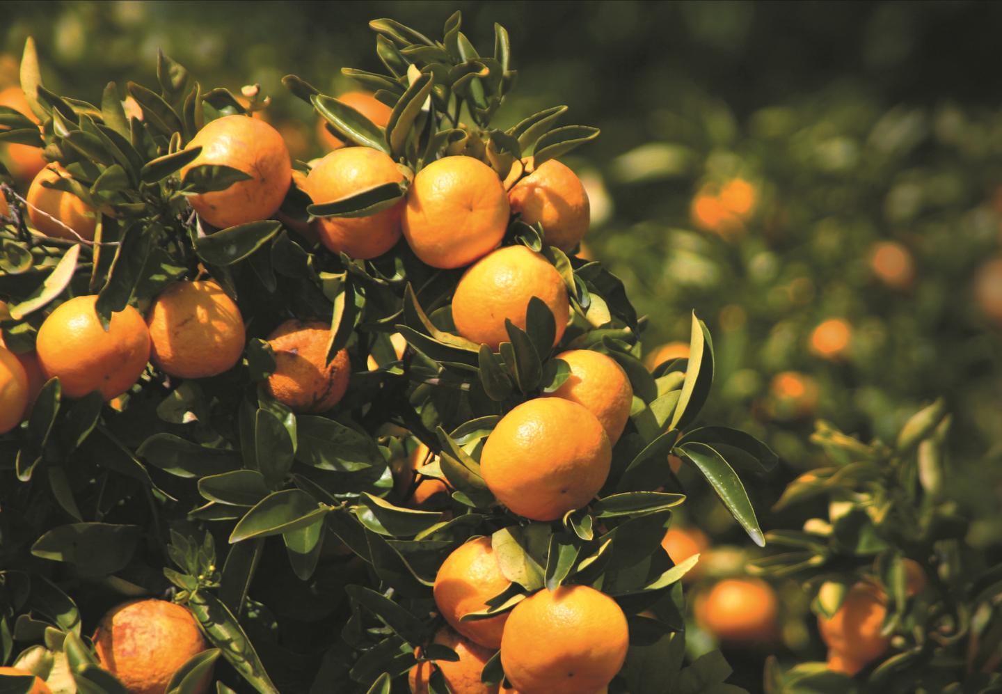 My Orange Juice Came From Brazil | RealClearPolicy