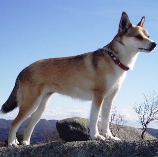 Norwegian Lundehund, World's Rarest Dog Breed, Has Six Toes ...
