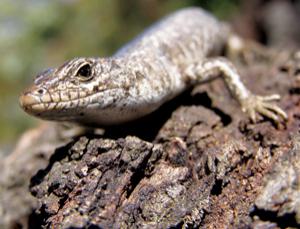 Temperature Helps Determine the Gender of Snow Skinks | RealClearScience