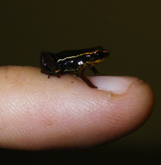 World's Smallest Frog Fits on Fingernail | RealClearScience