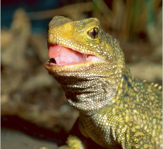 Tuatara: New Zealand Reptile is a Living Fossil | RealClearScience