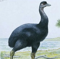 Elephant Bird's Tasty Eggs Led to Its Extinction | RealClearScience