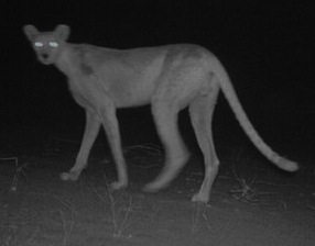 'Ghostly' Saharan Cheetah Caught on Film | RealClearScience