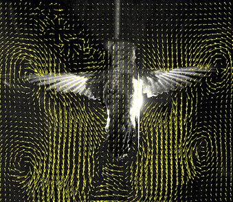 Birds: Flying Machines, Amazing at Any Angle | RealClearScience