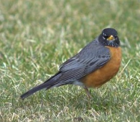 Bird Compass Uses Quantum Mechanics | RealClearScience