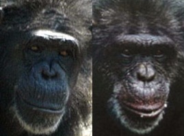 Face Reveals Chimp Personality | RealClearScience