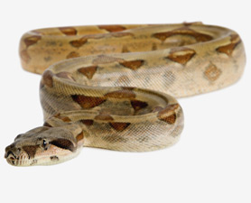 How Did Snakes Lose Their Legs? | RealClearScience