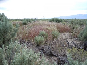 Invasive Species: Native Plants Strike Back | RealClearScience