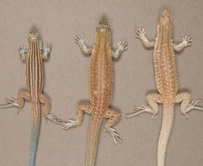 All-Female Lizard Species Created in Lab | RealClearScience
