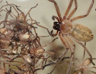 Social Huntsman Spiders Live, Hunt Together | RealClearScience