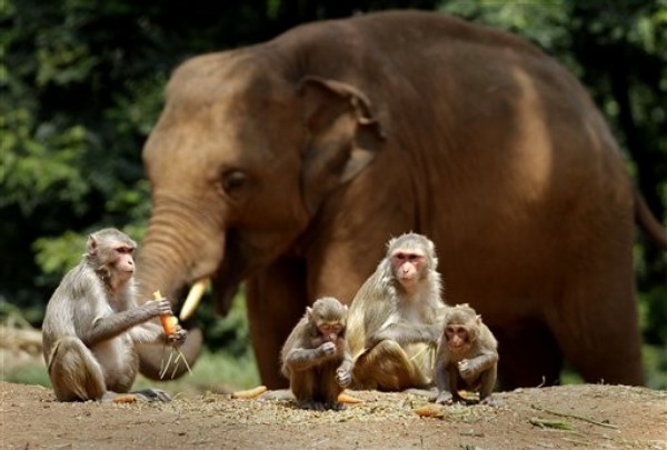 Multiple Sclerosis-Like Disease Found in Monkeys | RealClearScience