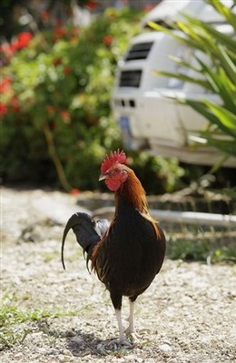 Chicken Engineered to Grow Snout, Not Beak | RealClearScience